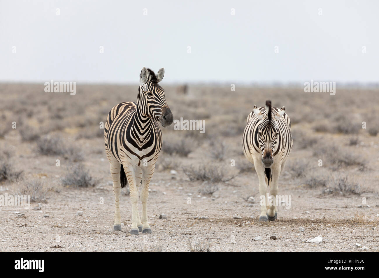 Plains Zebra (Equus quagga Stock Photo - Alamy