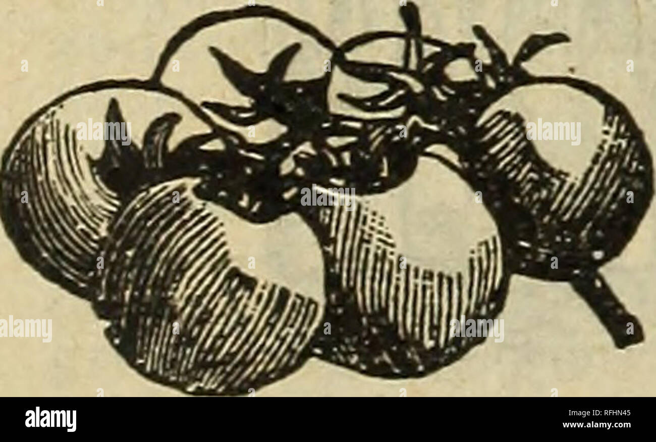 Sir walter raleigh potato hi-res stock photography and images - Alamy