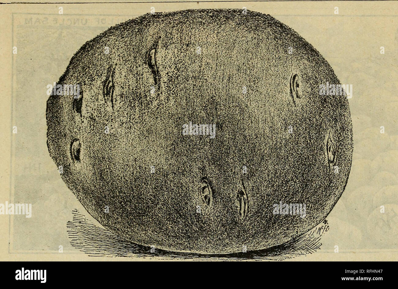 Sir walter raleigh potato hi-res stock photography and images - Alamy
