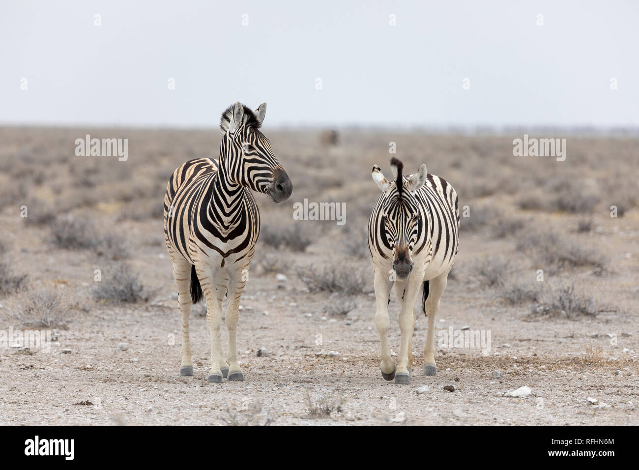 Plains Zebra (Equus quagga Stock Photo - Alamy