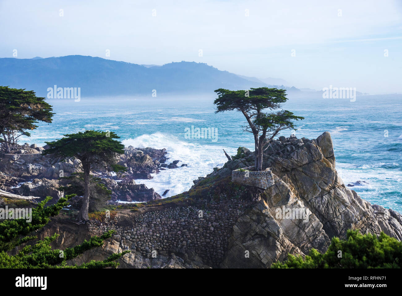 The Lone Cypress. This 200 year old tree is an icon on the Monterey ...