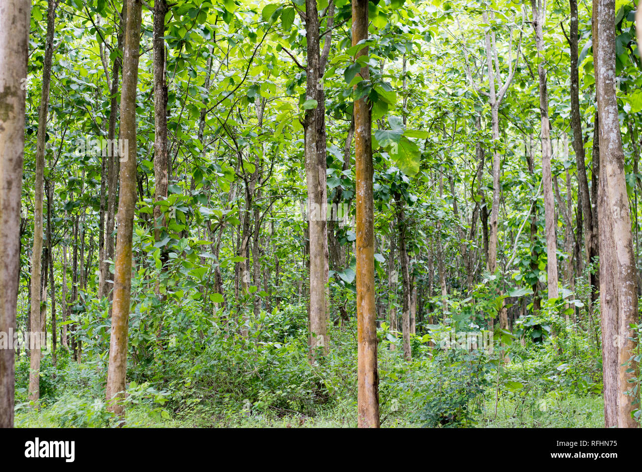 Teak is a tropical hardwood tree species placed in the flowering plant ...