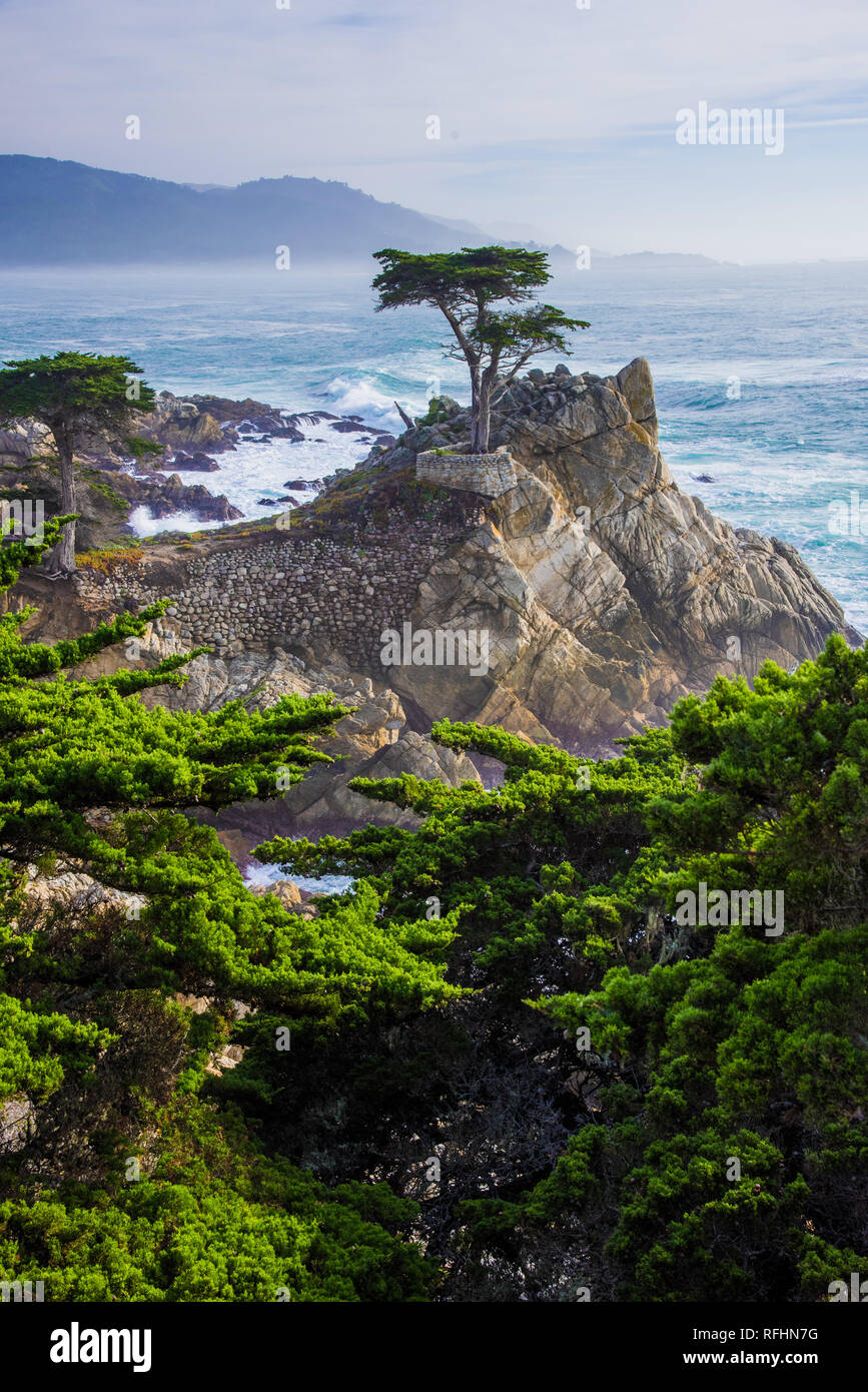 The Lone Cypress. This 200 year old tree is an icon on the Monterey ...