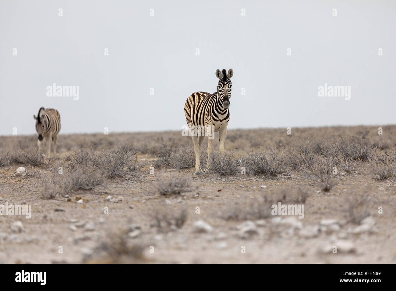 Zebra markings hi-res stock photography and images - Alamy