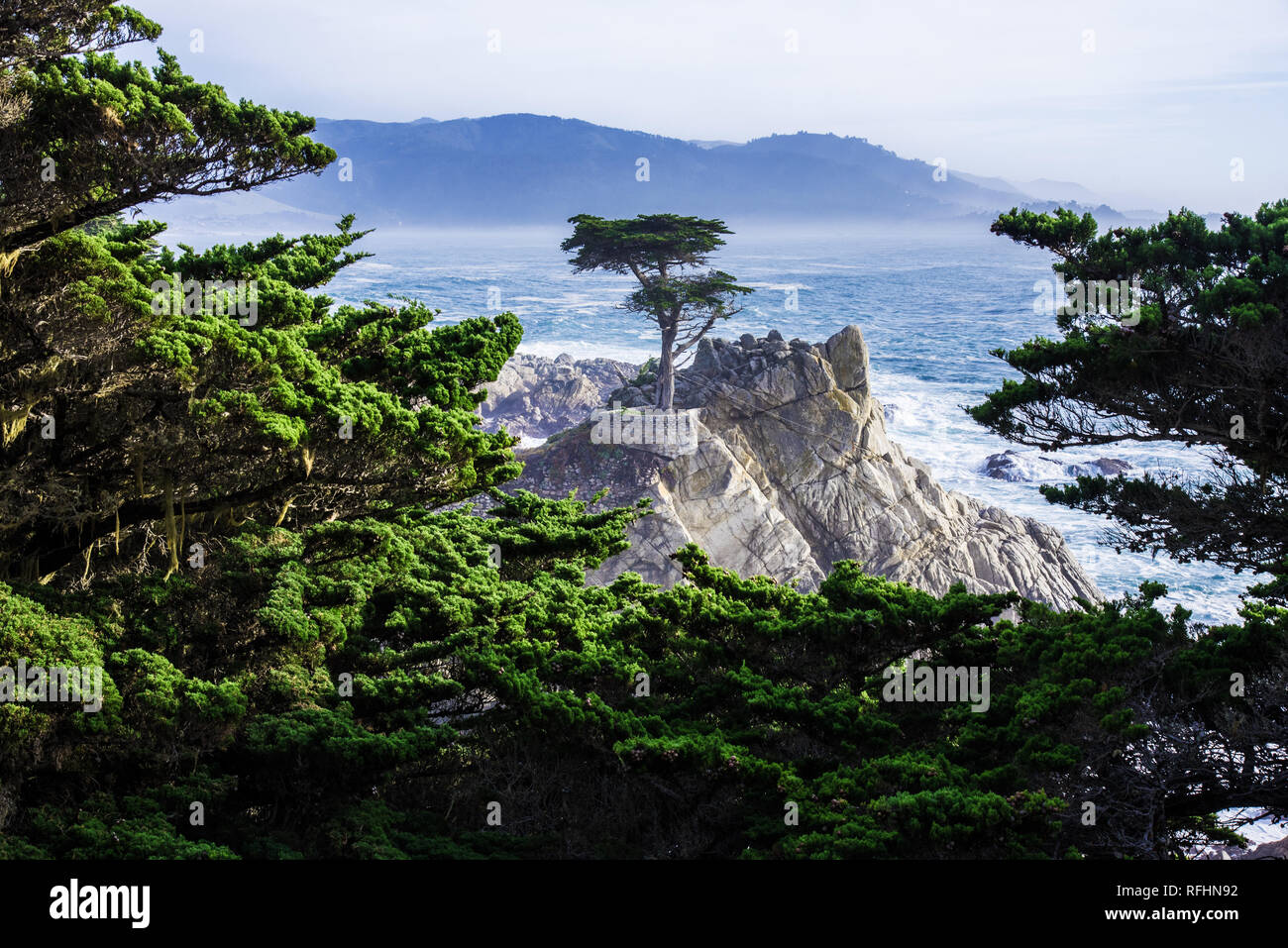 The Lone Cypress. This 200 year old tree is an icon on the Monterey ...