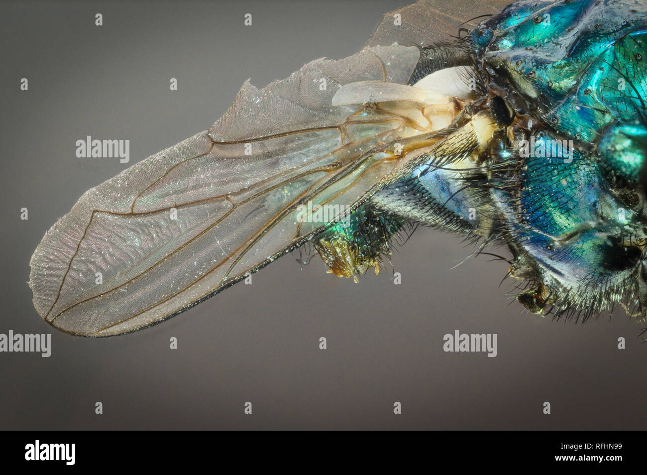 Macro detail of house fly Stock Photo - Alamy