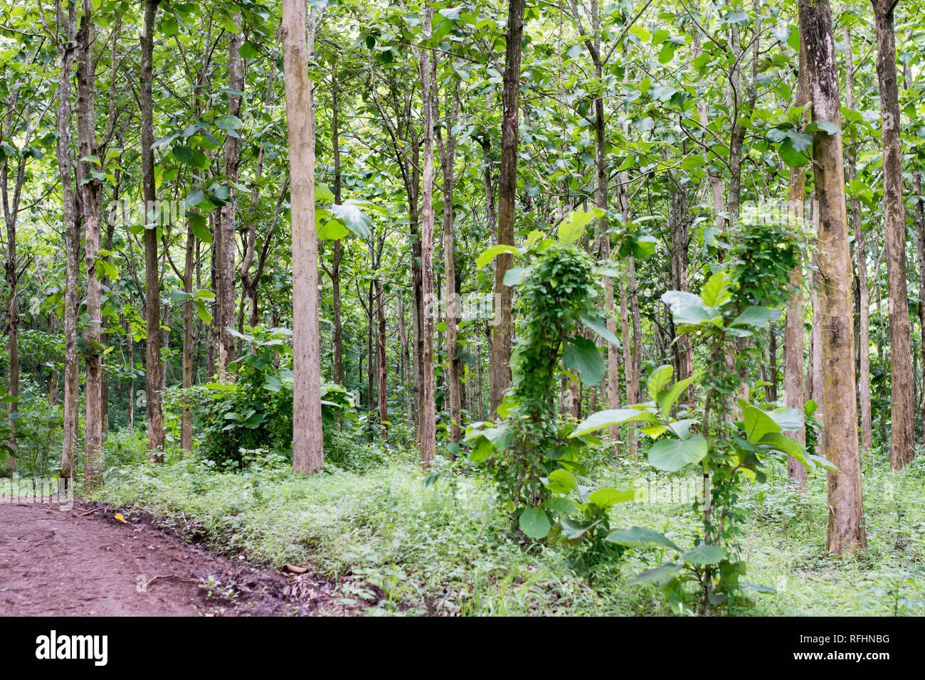 Teak is a tropical hardwood tree species placed in the flowering plant ...