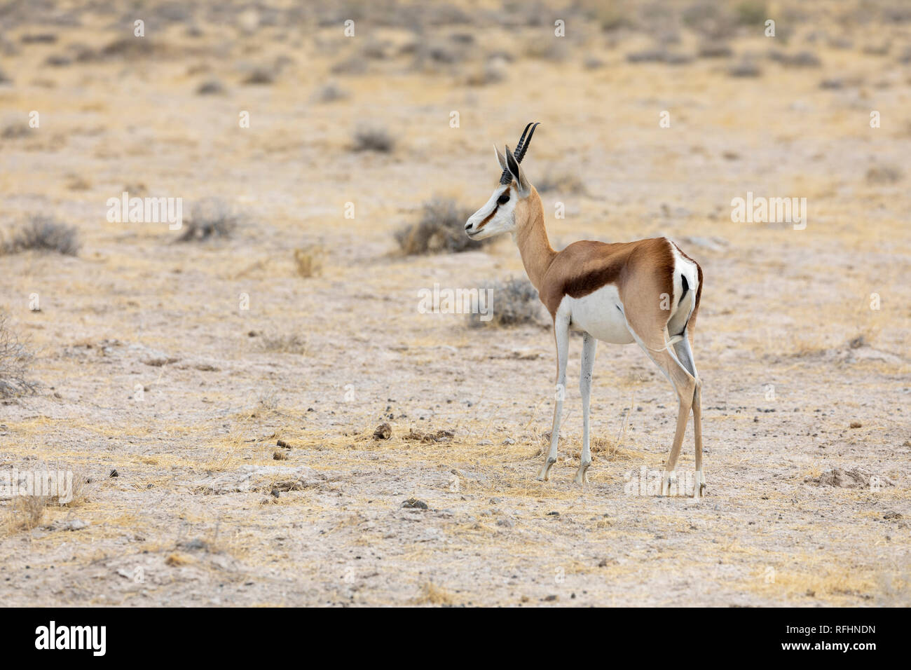 Springbok with horns hi-res stock photography and images - Alamy