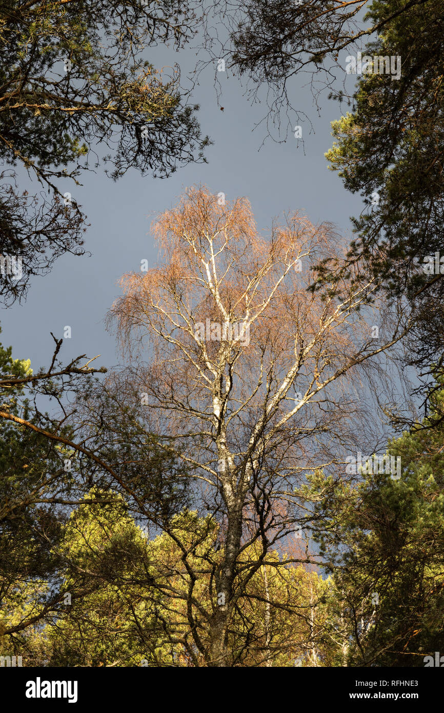 Native birch hi-res stock photography and images - Alamy