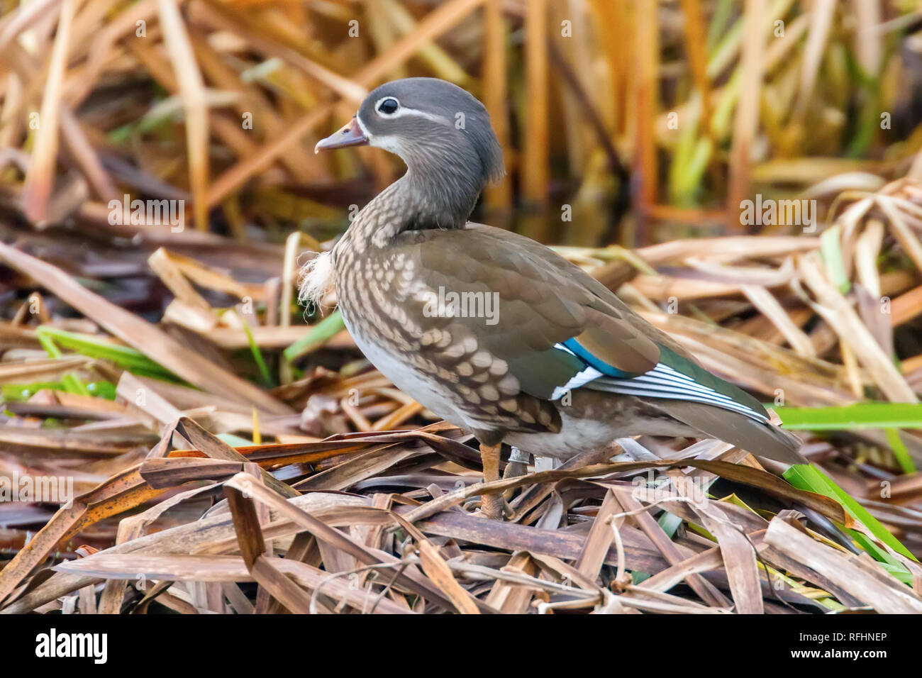 Female Mandarin Duck (Aix galericulata) Mandarin duck Female Stock ...