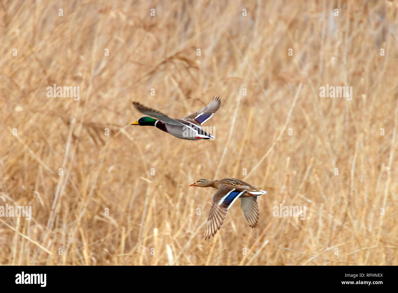 Mallard duck in flight, duck hunting season Stock Photo - Alamy