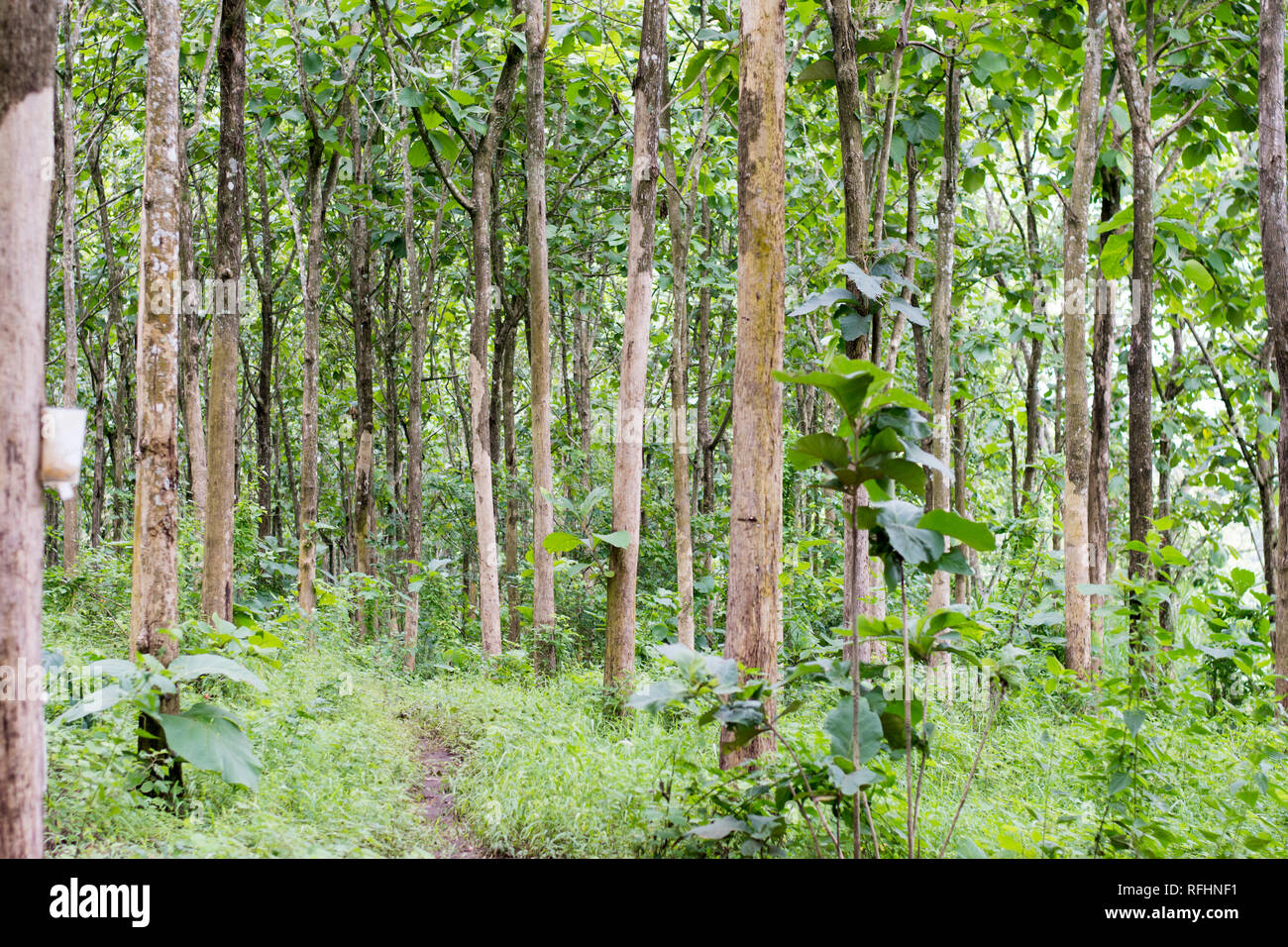 Teak is a tropical hardwood tree species placed in the flowering plant ...