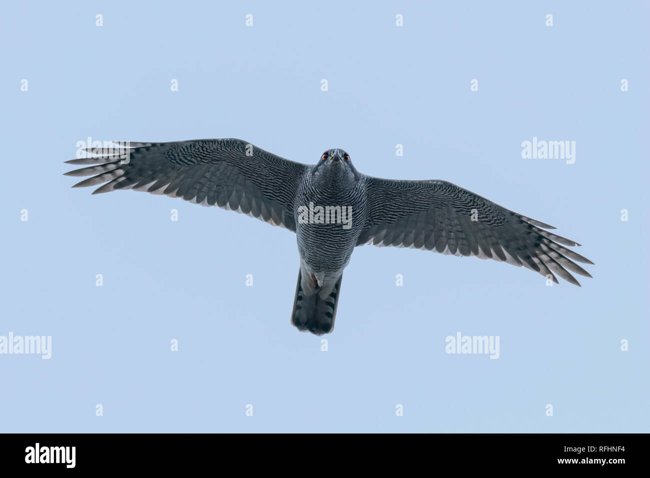 Northern goshawk flying (Accipiter gentilis) Bird of prey wildlife ...