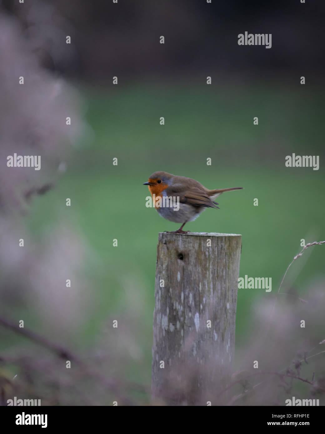 a single European robin sat on a fence post Stock Photo - Alamy