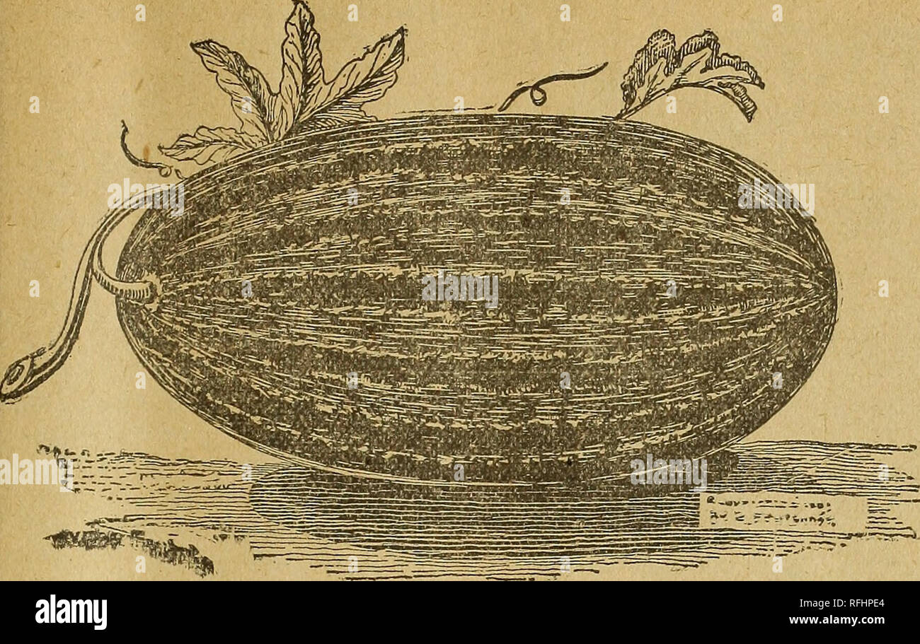 . Illustrated seed and floral catalogue : 1900. Nursery stock Louisiana ...