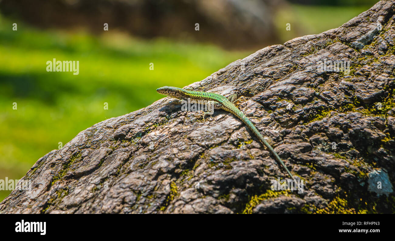 lizard walking on a tree trunk in nature of the Portugal Stock Photo ...