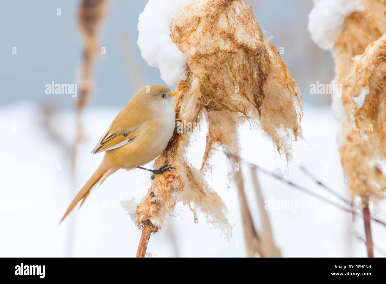 Cute little bird, Bearded tit, female Bearded reedling (panurus ...
