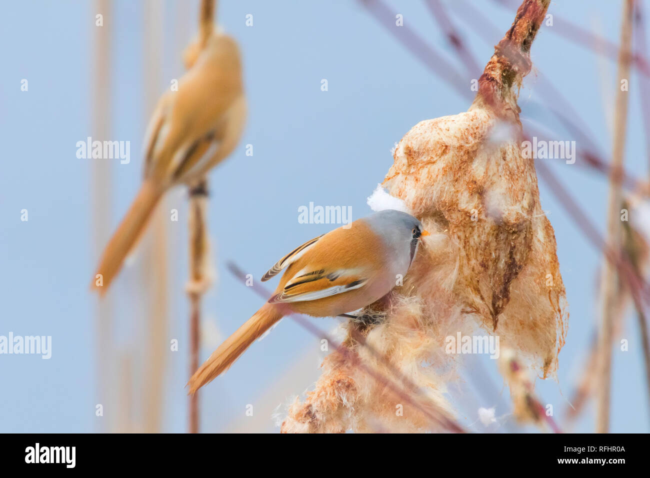 Cute little birds, Bearded tit, Bearded reedling Pair (panurus ...
