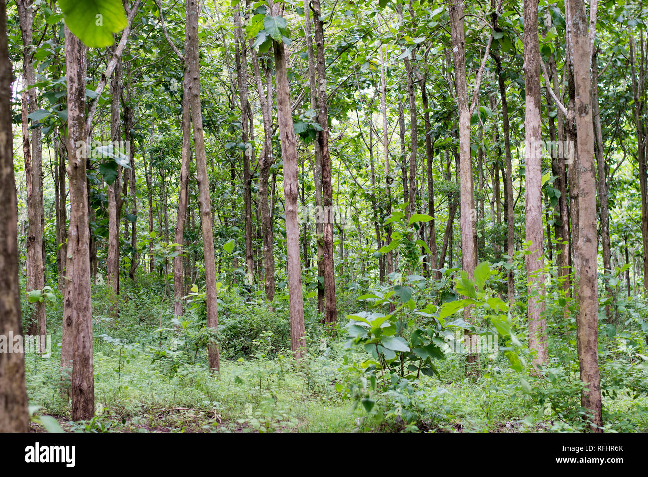 Teak is a tropical hardwood tree species placed in the flowering plant ...