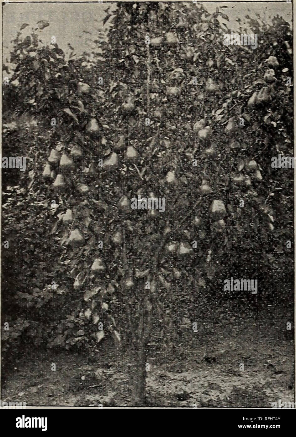 . Catalogue for fall 1900. Nurseries (Horticulture) New York (State ...