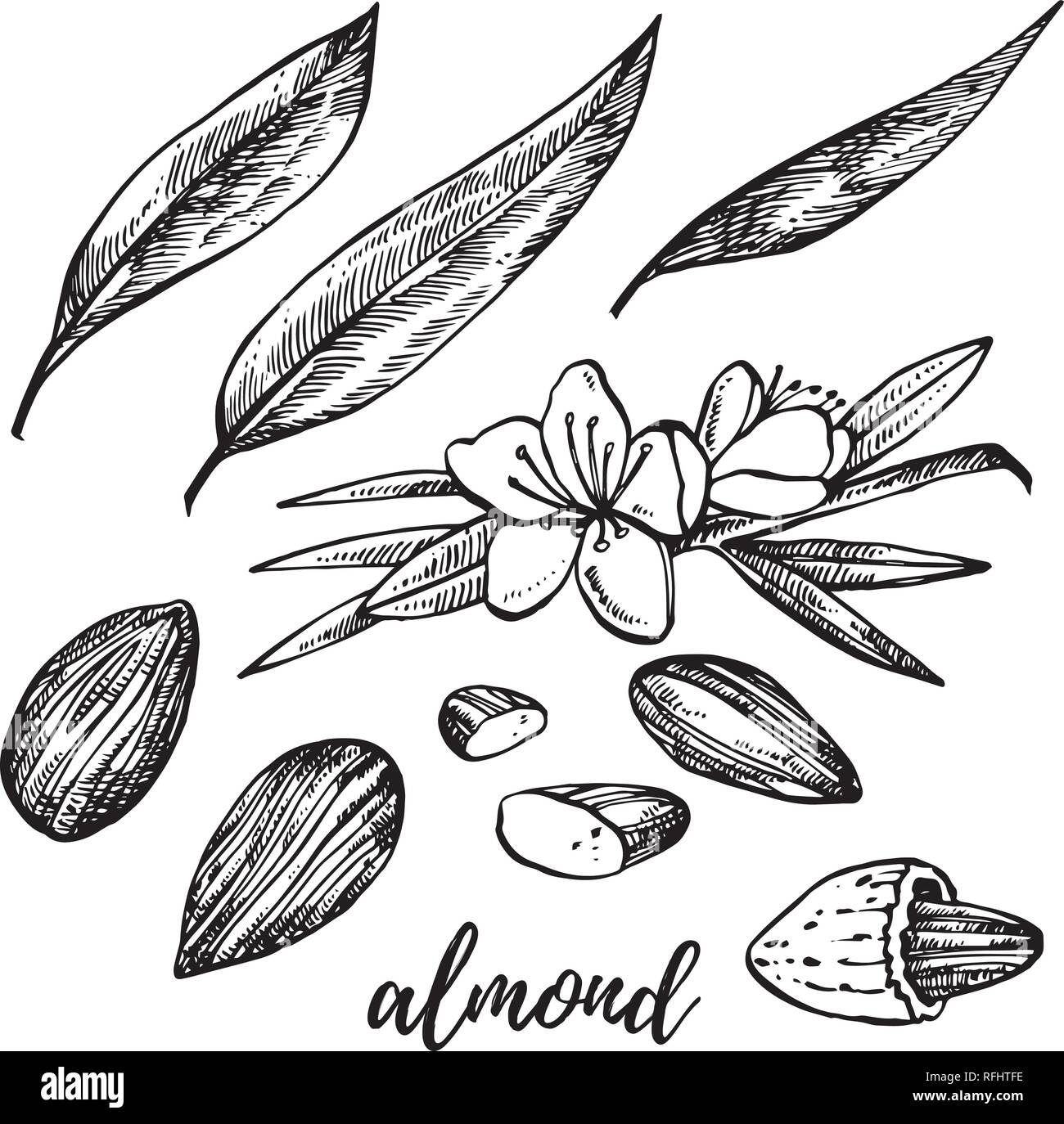 Almonds sketch illustrations. Vector Hand drawn illustrations isolated ...