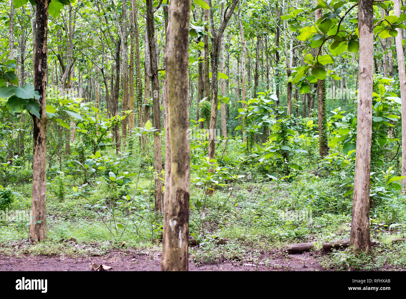 Teak is a tropical hardwood tree species placed in the flowering plant ...