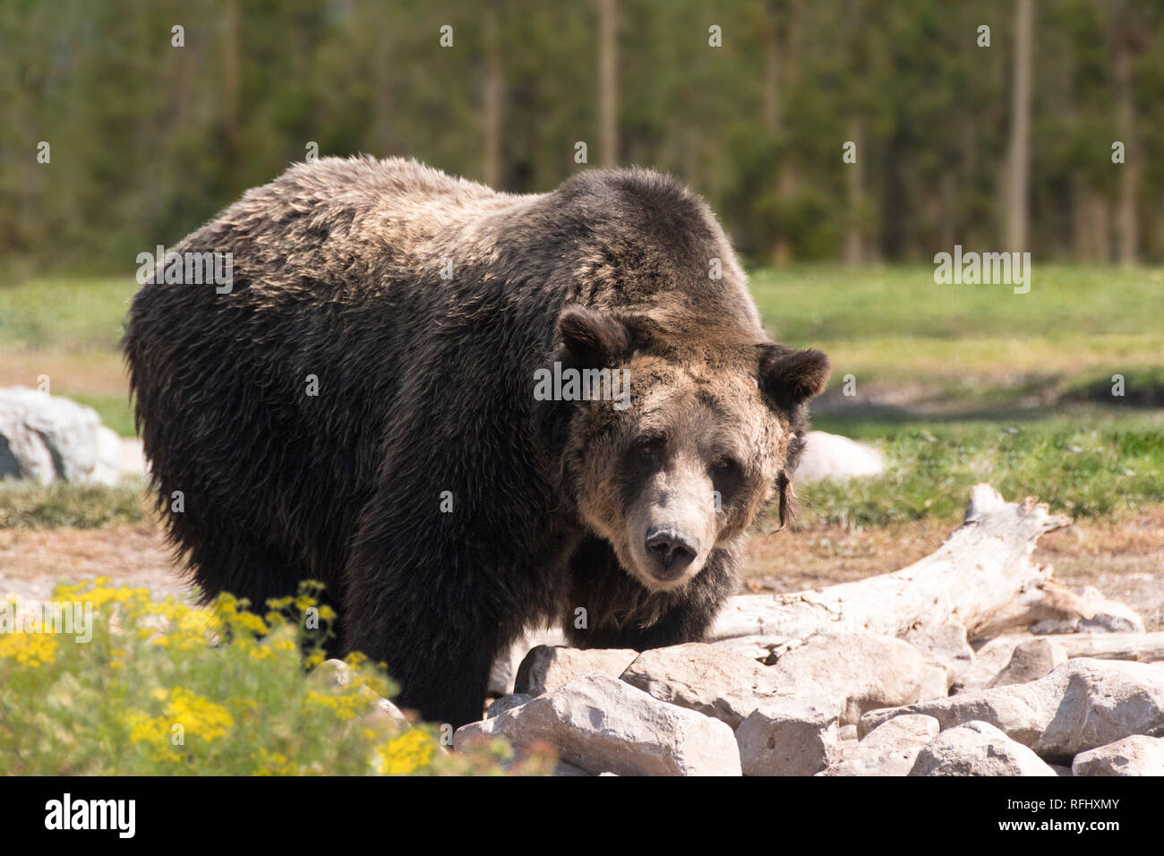 Grizzly bear Yellowstone National Park Stock Photo - Alamy