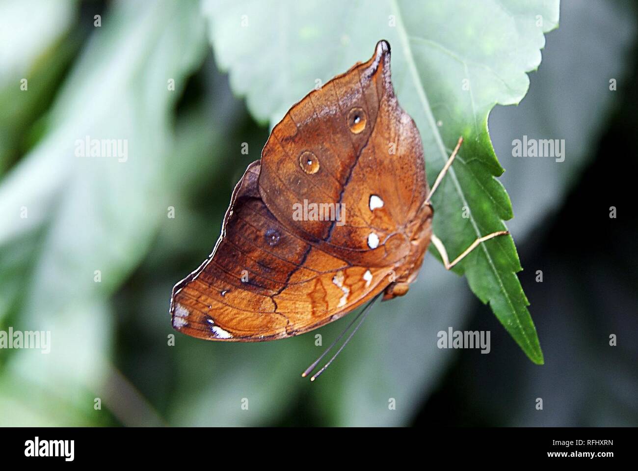 Australian leafwing. (9334069260 Stock Photo - Alamy