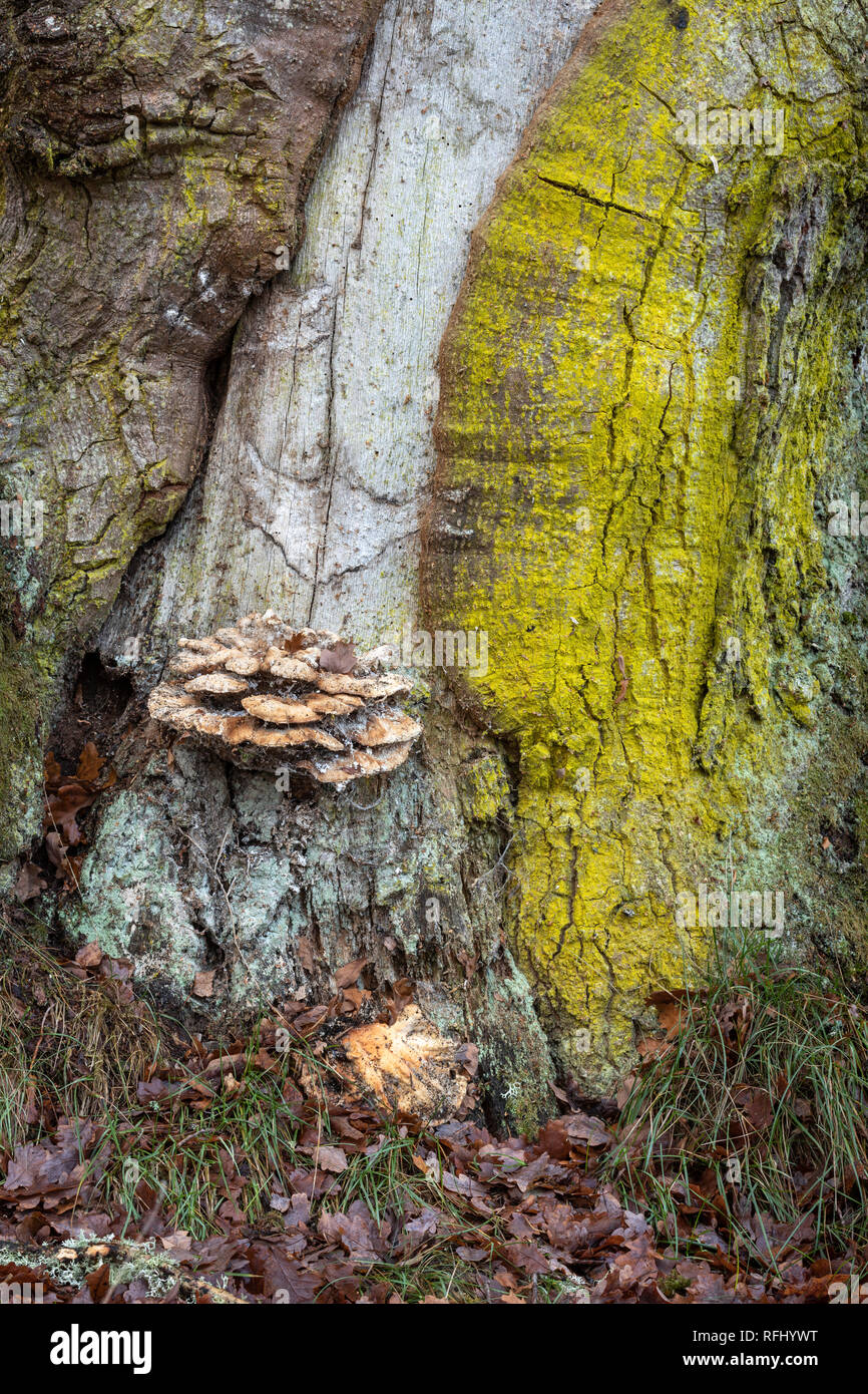 Scottish oak tree hi-res stock photography and images - Alamy