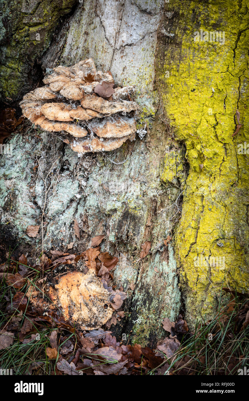 Ancient Oak Tree Fungus High Resolution Stock Photography and Images ...