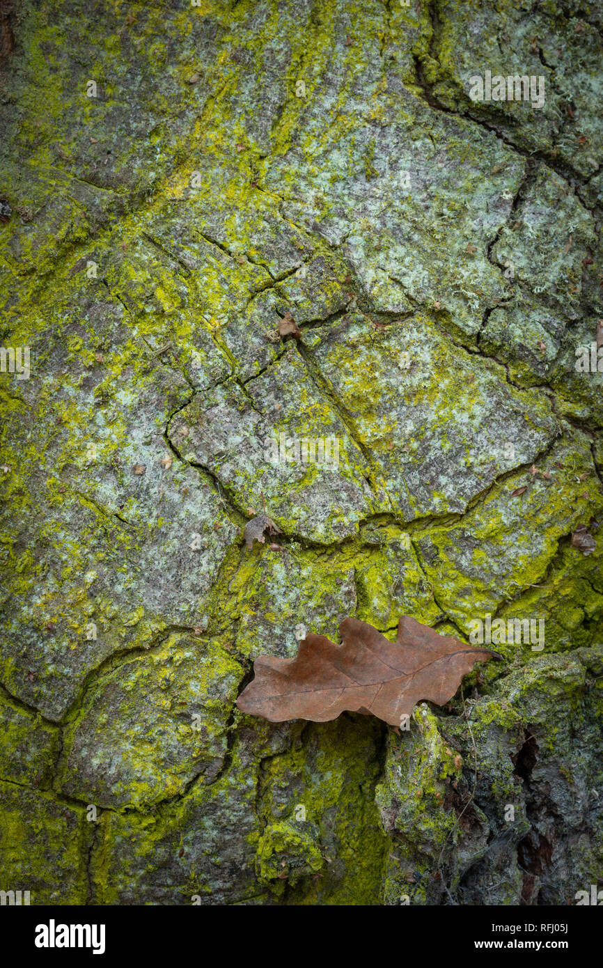Oak leaf and Oak bark in the Highlands of Scotland Stock Photo - Alamy