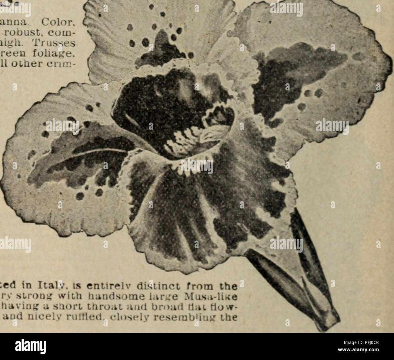 . Beautiful flowers from the Calla Greenhouses, Calla, O., 1899 ...