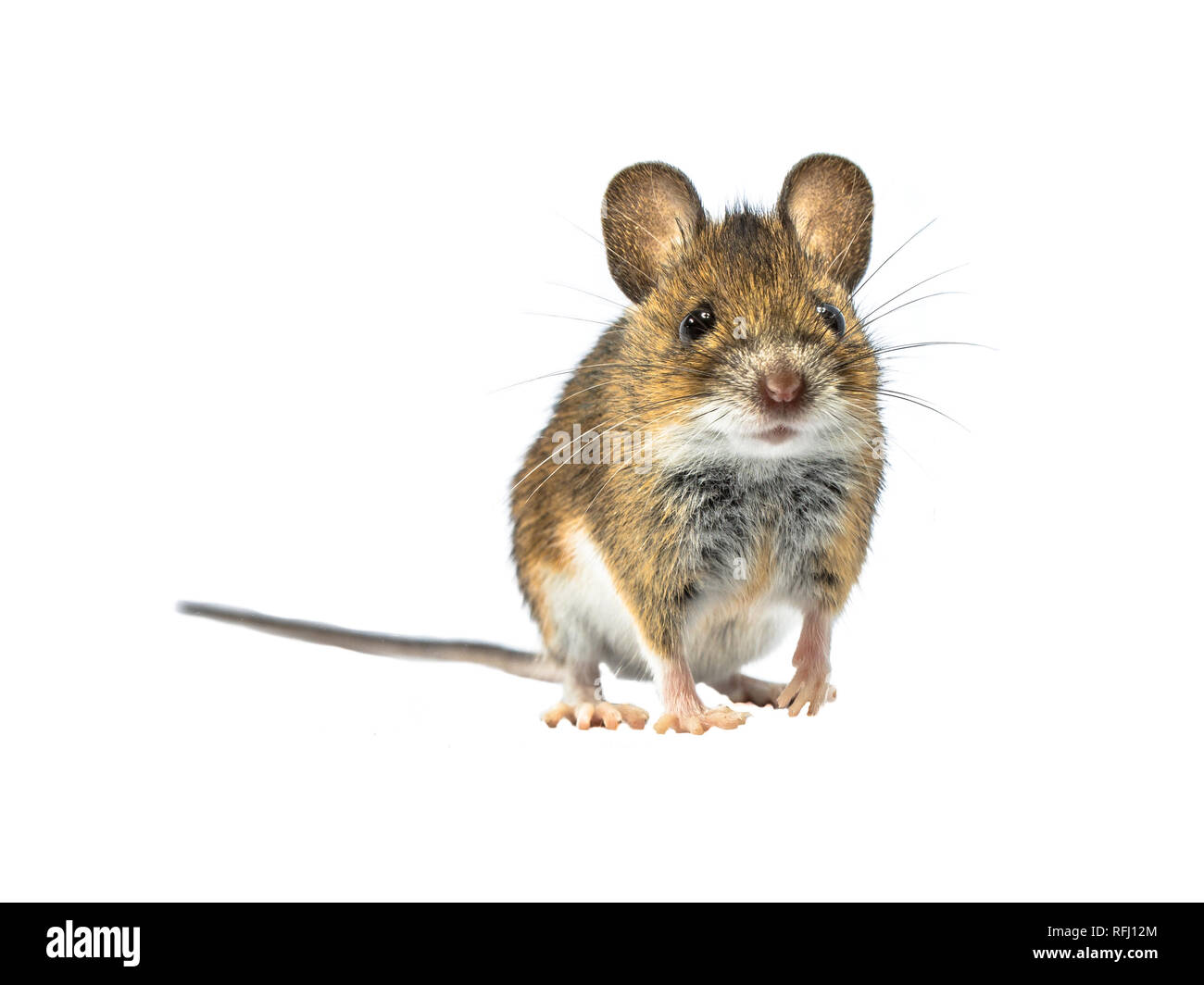 Background across Cut Out Stock Images & Pictures - Alamy