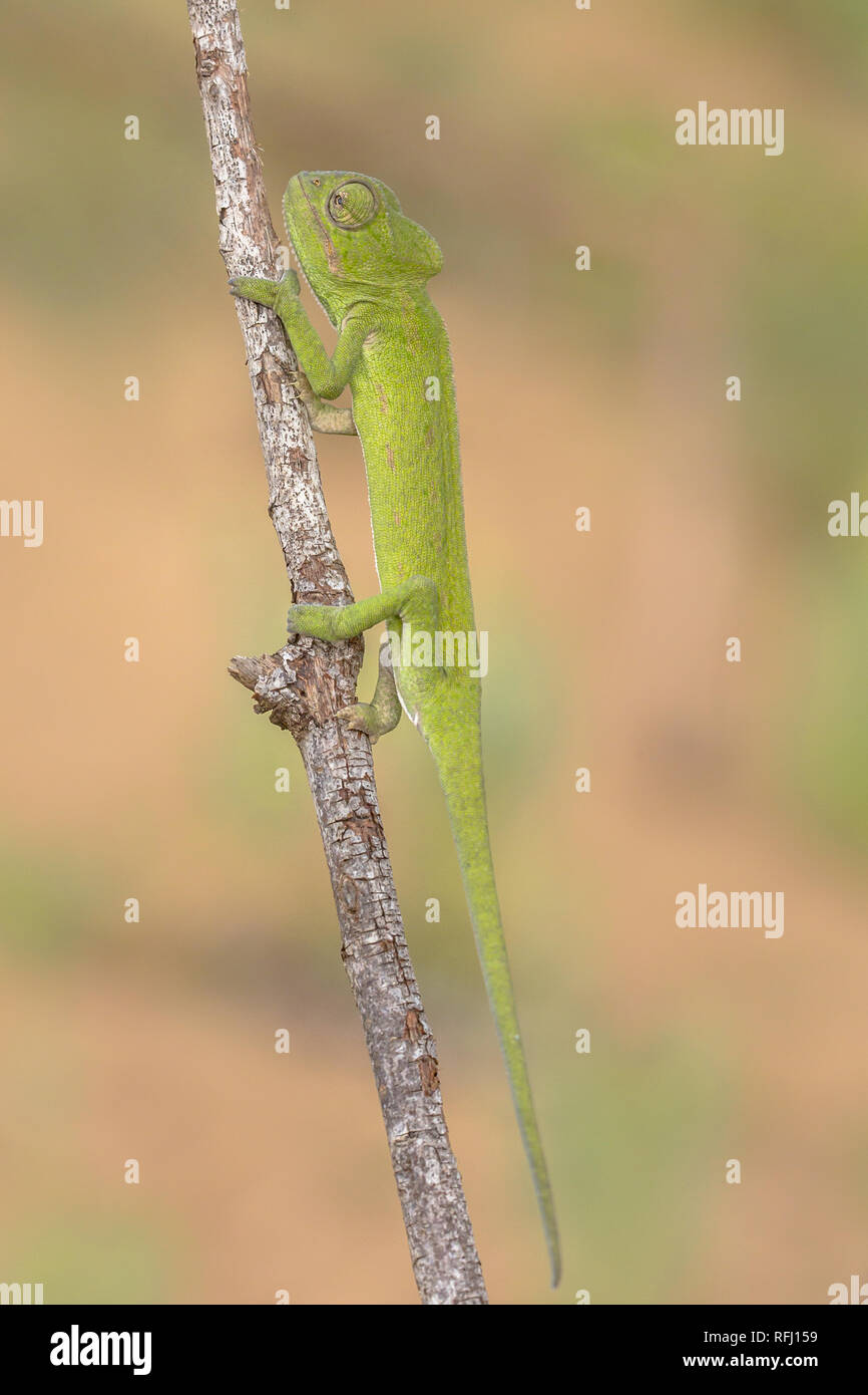 African chameleon chamaeleo africanus hi-res stock photography and ...