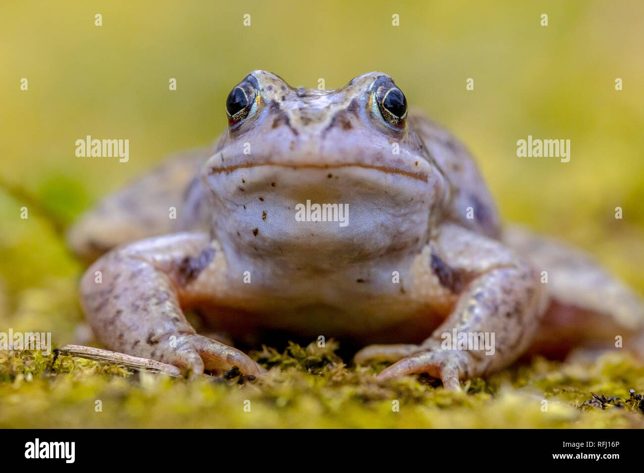 Blue Moor frog (Rana arvalis) frontal view on bright background. Males ...
