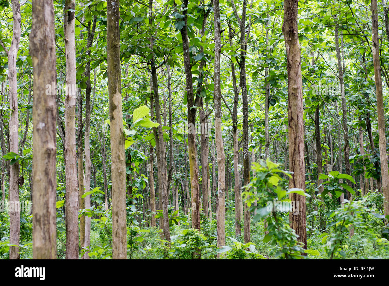 Teak forest hi-res stock photography and images - Alamy