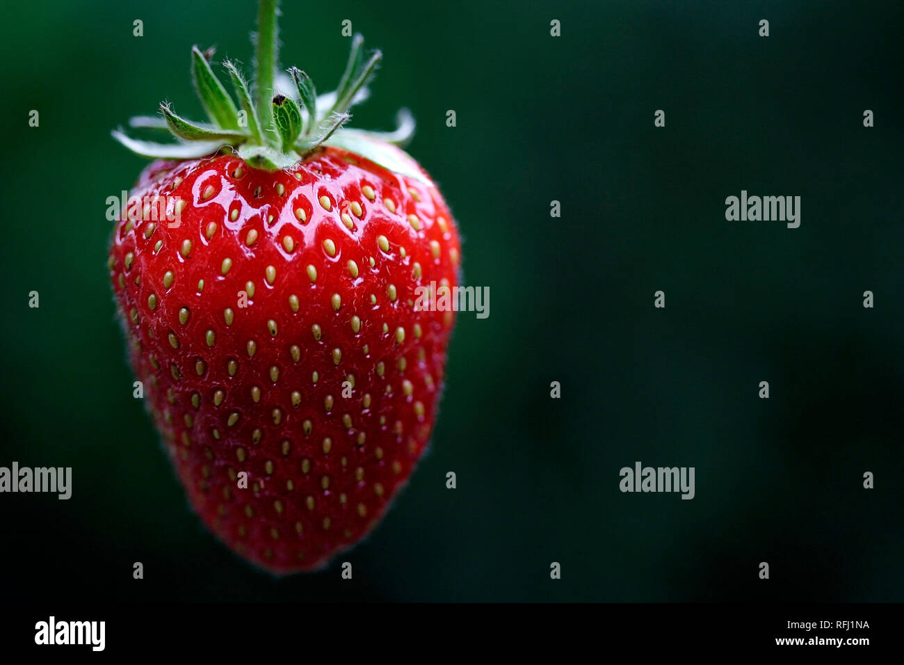 A close up of a bright red strawberry against a green background Stock ...