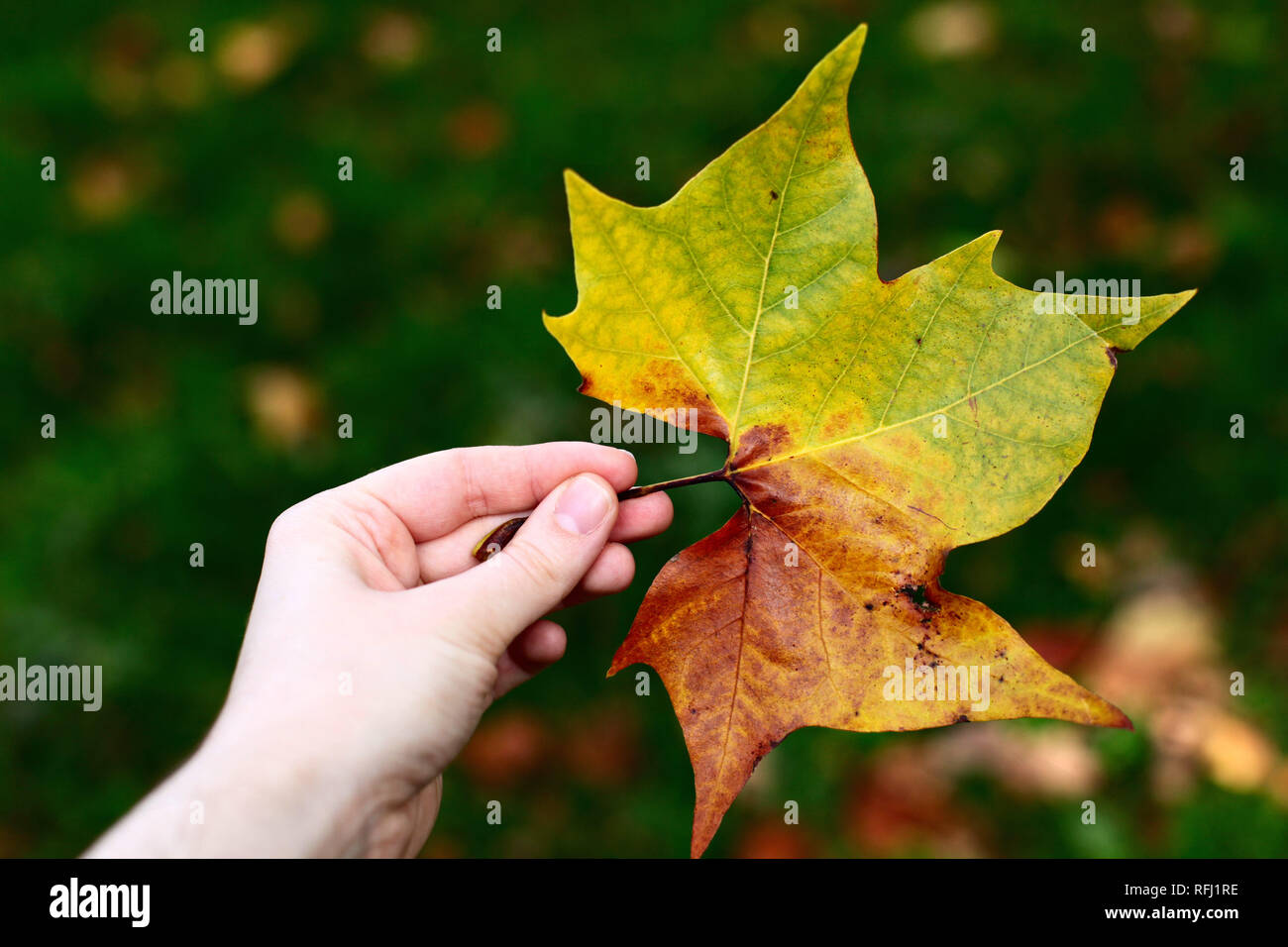 Hand holding a colourful autumn leaf, UK Stock Photo - Alamy