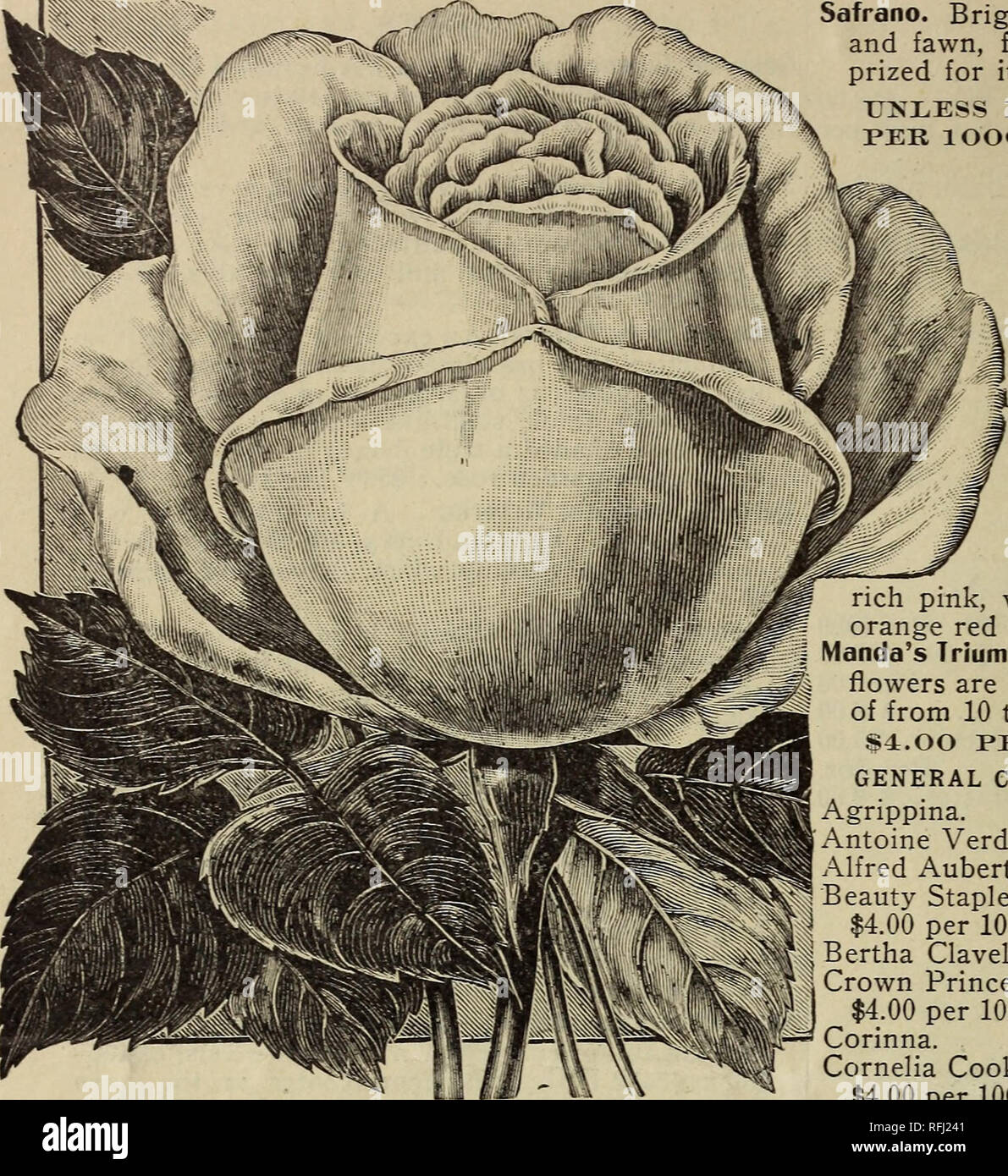 Safrano rose hi-res stock photography and images - Alamy