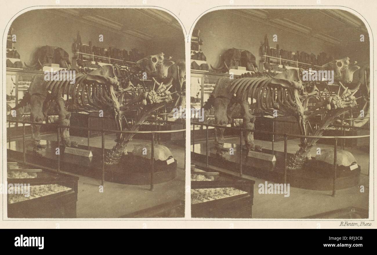 The Megatherium, British Museum. Artist: Roger Fenton (British, 1819 ...