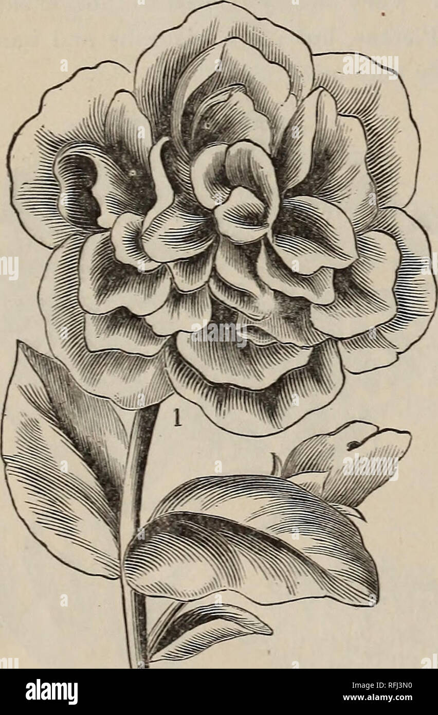 . Annual catalogue seeds : vegetable, field and flower seeds. Nursery ...