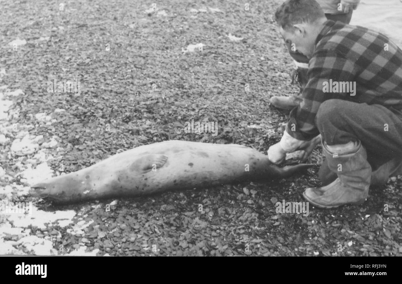 Seal body Black and White Stock Photos & Images - Alamy