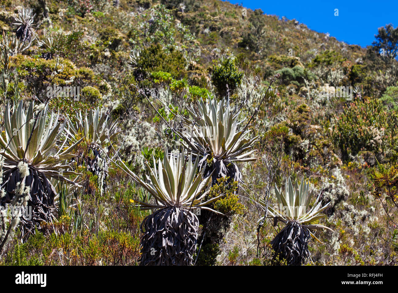 Typical vegetation of the paramo areas in Colombia Stock Photo - Alamy