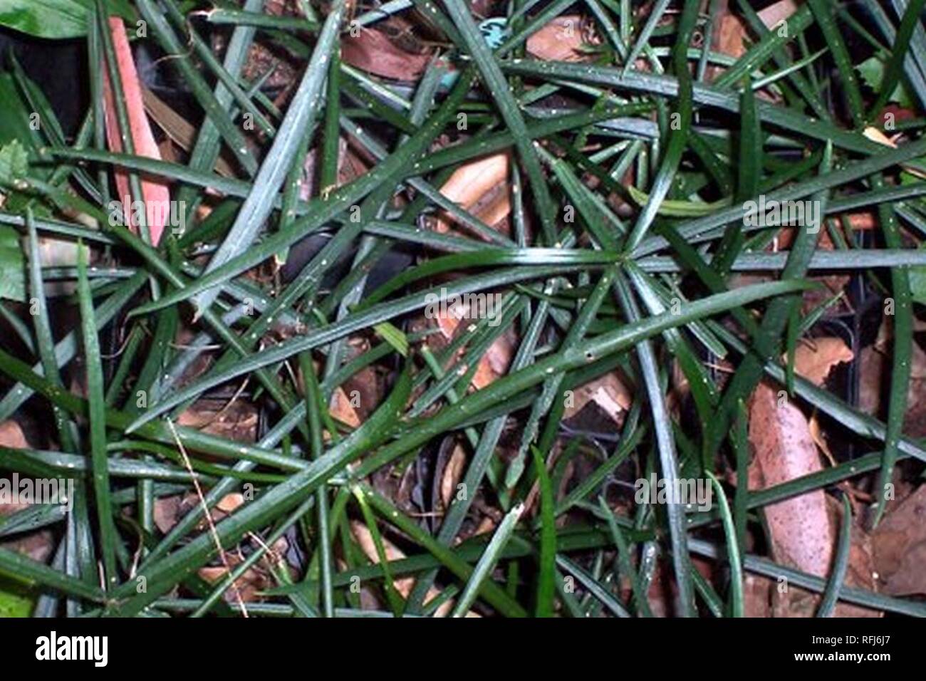 Atractocarpus chartaceus juvenile Stock Photo - Alamy