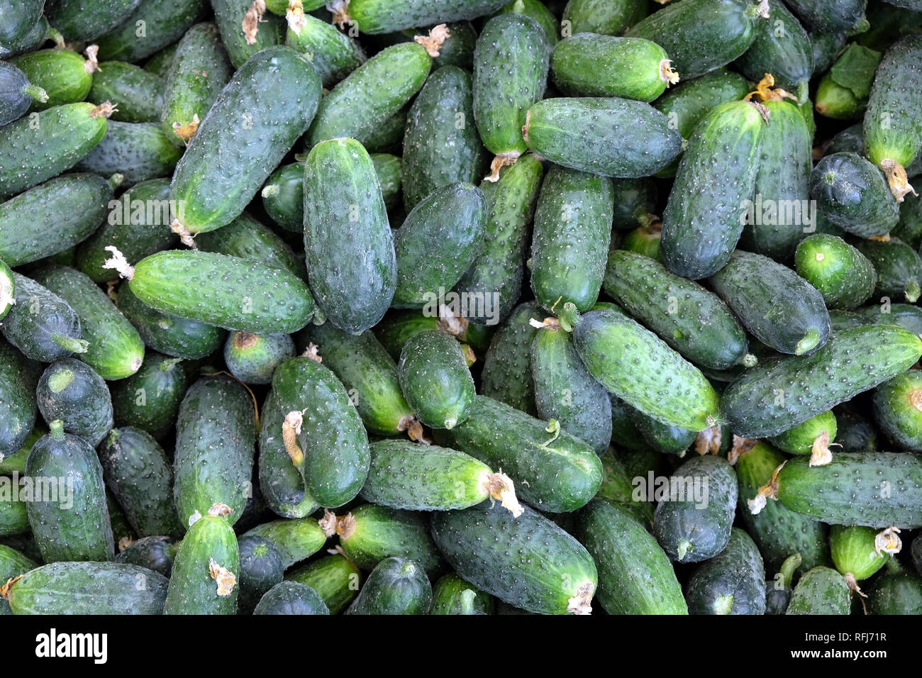 Still life with lot of small green cucumbers as wallpapers closeup ...