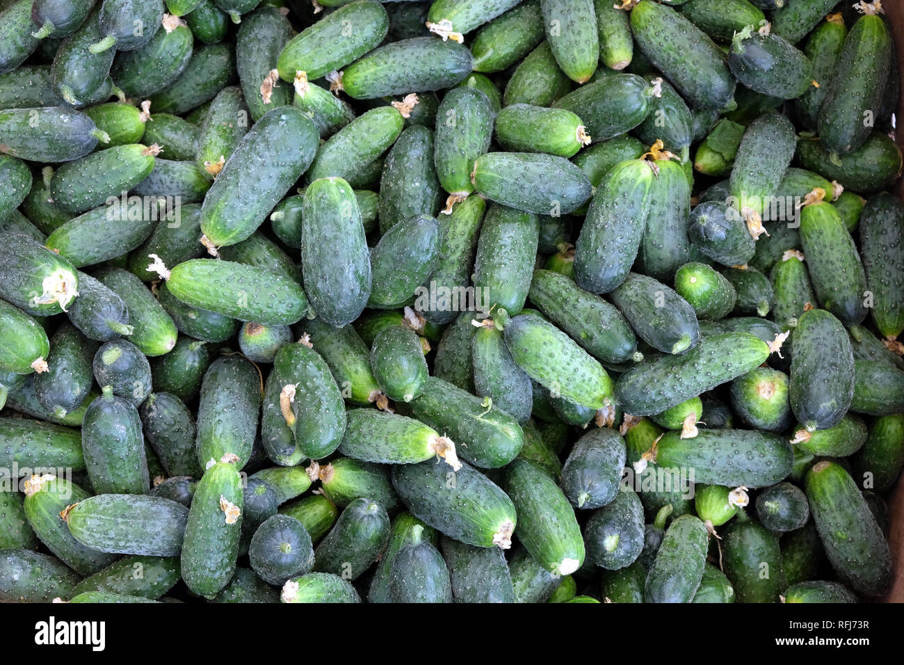 Still life with lot of small green cucumbers as wallpapers closeup ...