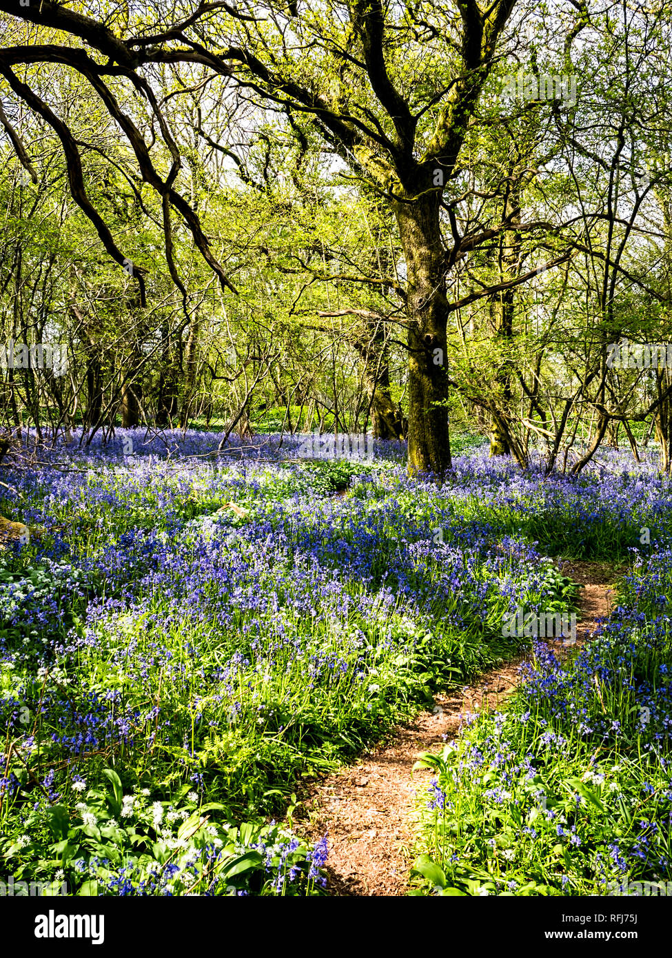 This is bluebell display in the woodlands alongside Garston Wood in ...