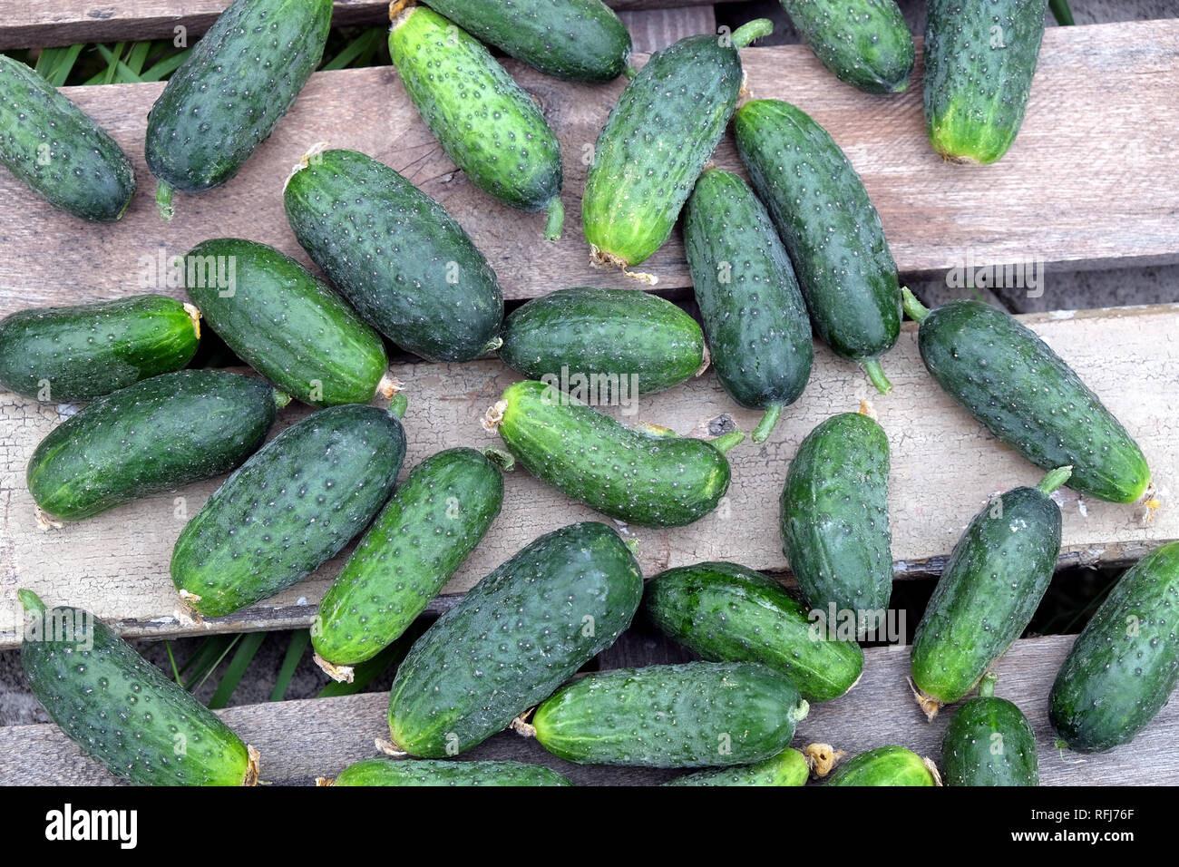 Still life with lot of small green cucumbers on old wooden table. Photo ...