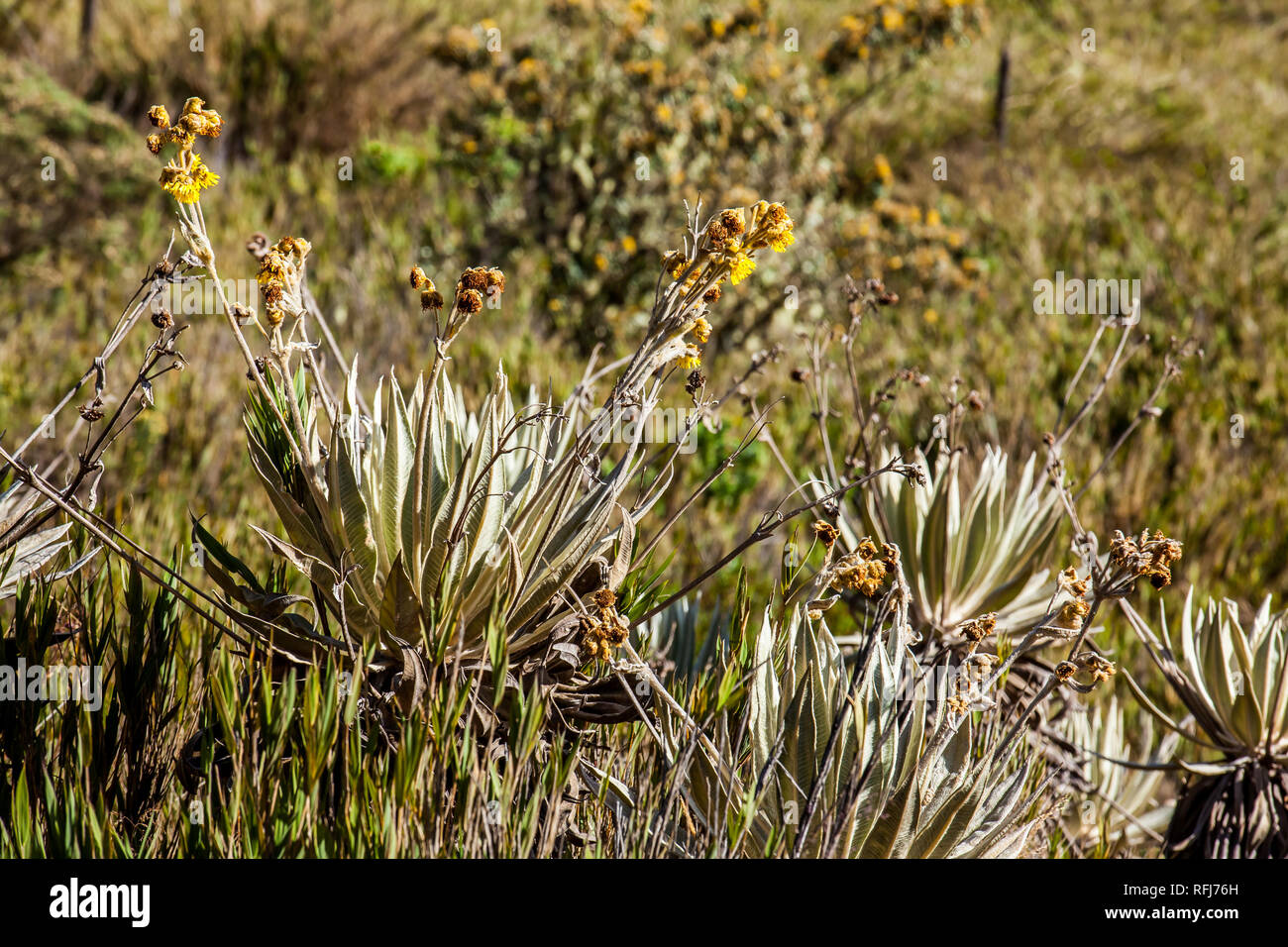 Typical vegetation of the paramo areas in Colombia Stock Photo - Alamy