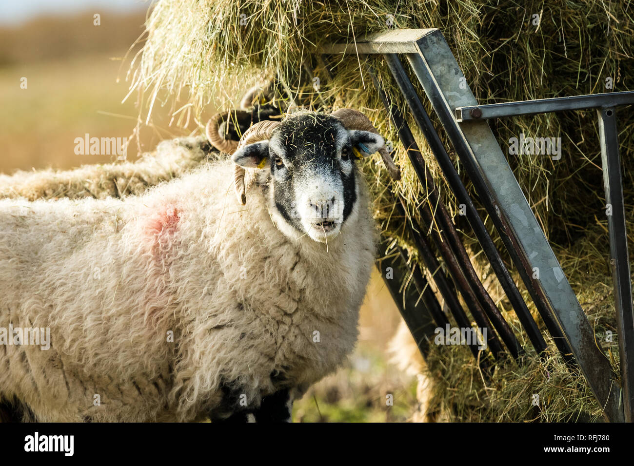 Swaledale Ewe in Winter. Open moorland hill farming in the Yorkshire ...
